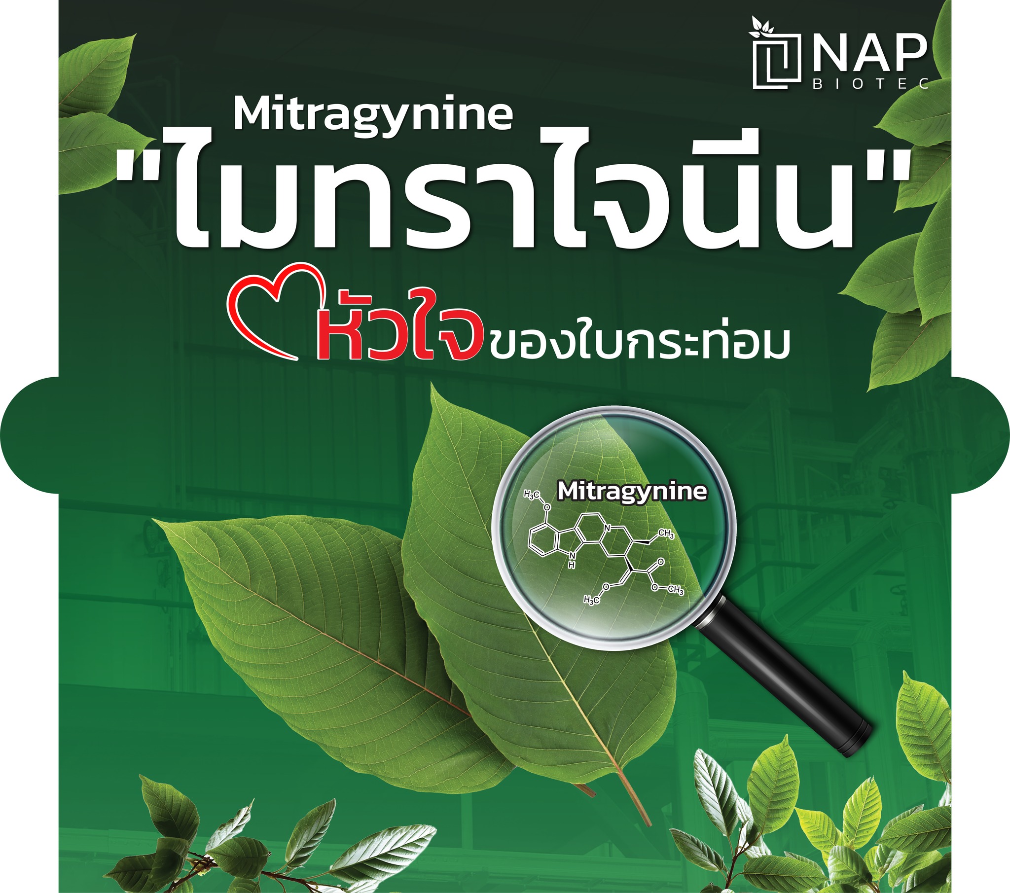 "The Story of KRATOM" จิ๊กซอว์เรื่องราวต้นน้ำไปถึงปลายน้ำเกี่ยวกับการสกัดกระท่อม - NAP Biotec Co ...